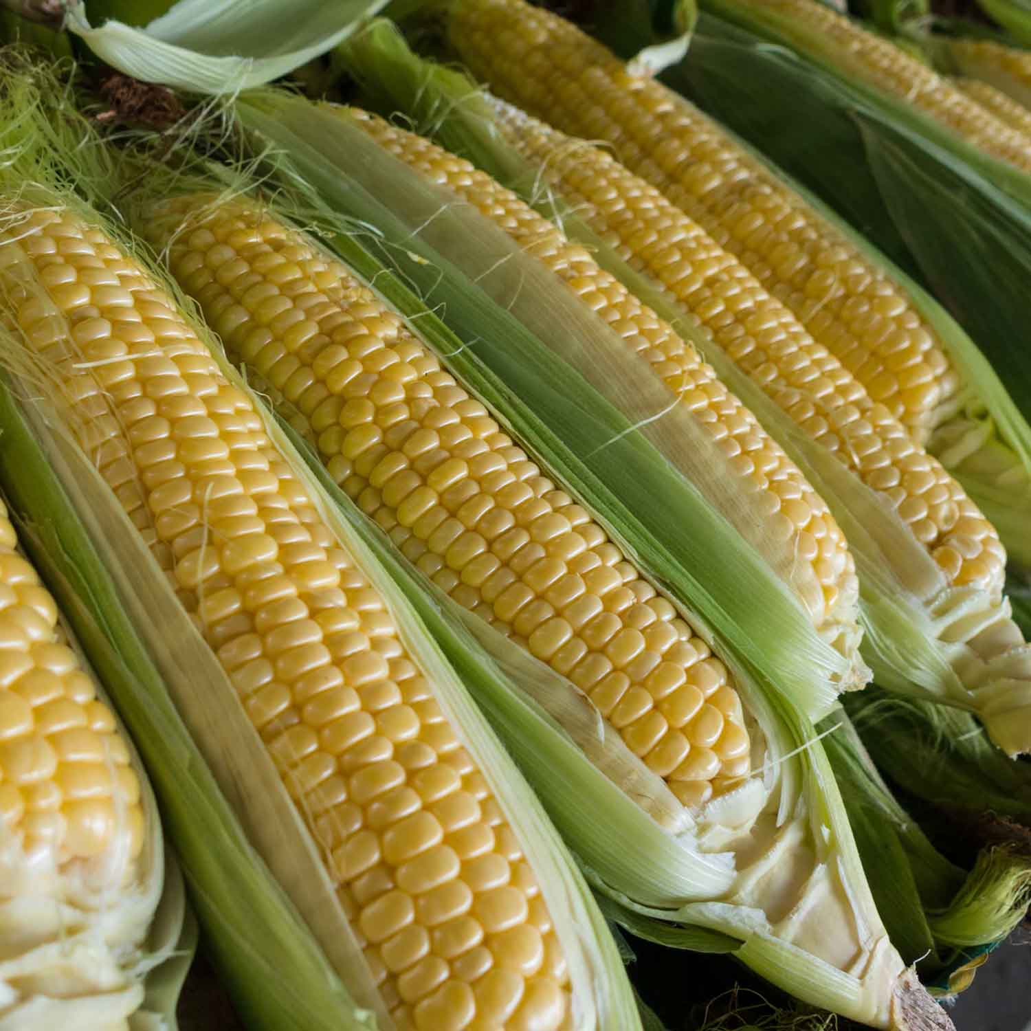 Corn – Freezerland NFLD INC.